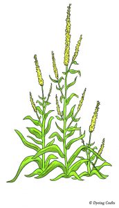 WELD SEEDS for your Natural Dyeing needs in the UK